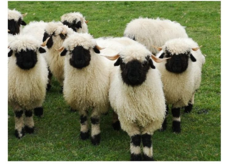 Incredibly Adorable and Rare: The Enchanting Valais Black Nose Sheep