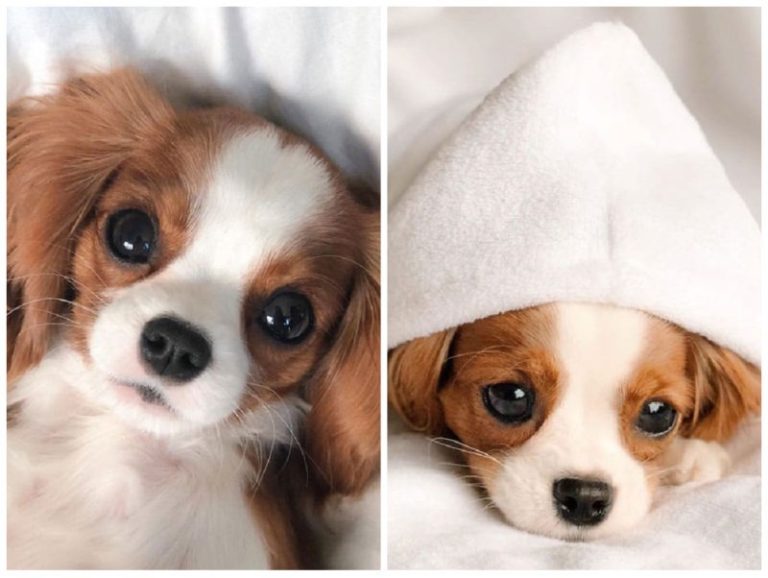 Meet Nessa: The World’s Tiniest and Cutest Cavalier King Charles Spaniel